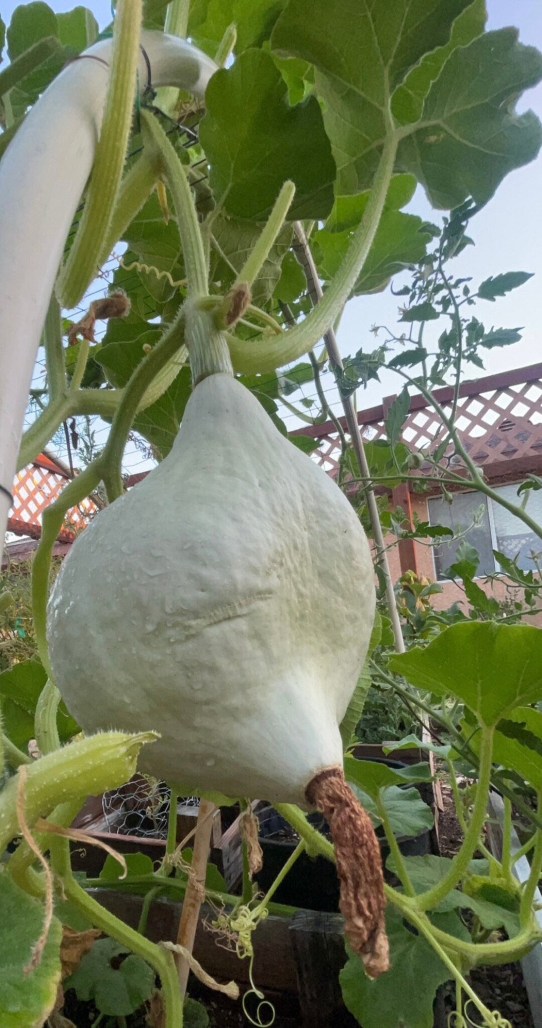 Blue Hubbard Squash - Etsy