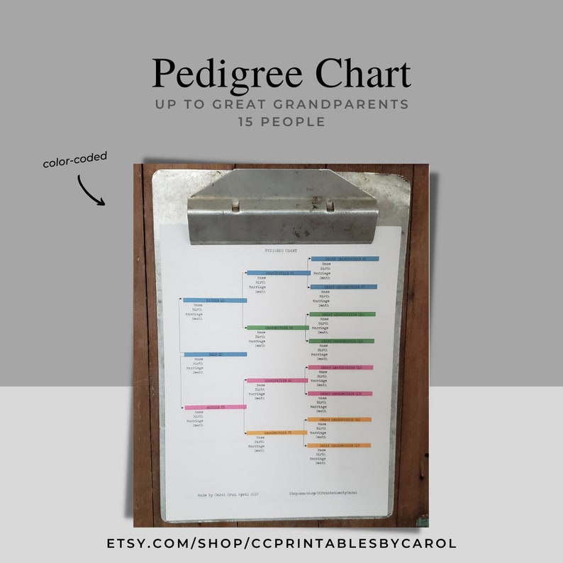 Color Coded Pedigree Chart, Family Tree (PDF Download) - Etsy