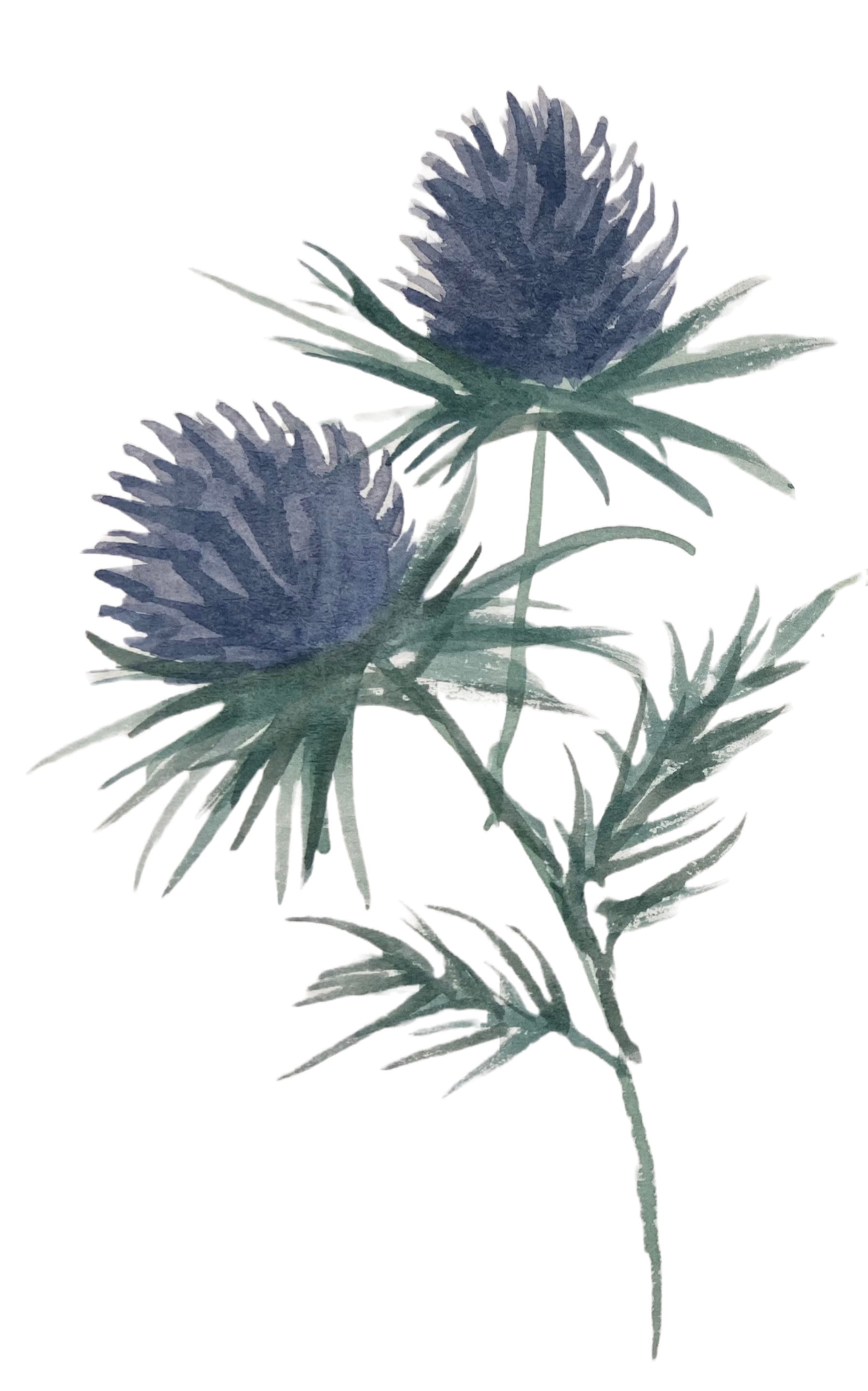 Thistle Clipart