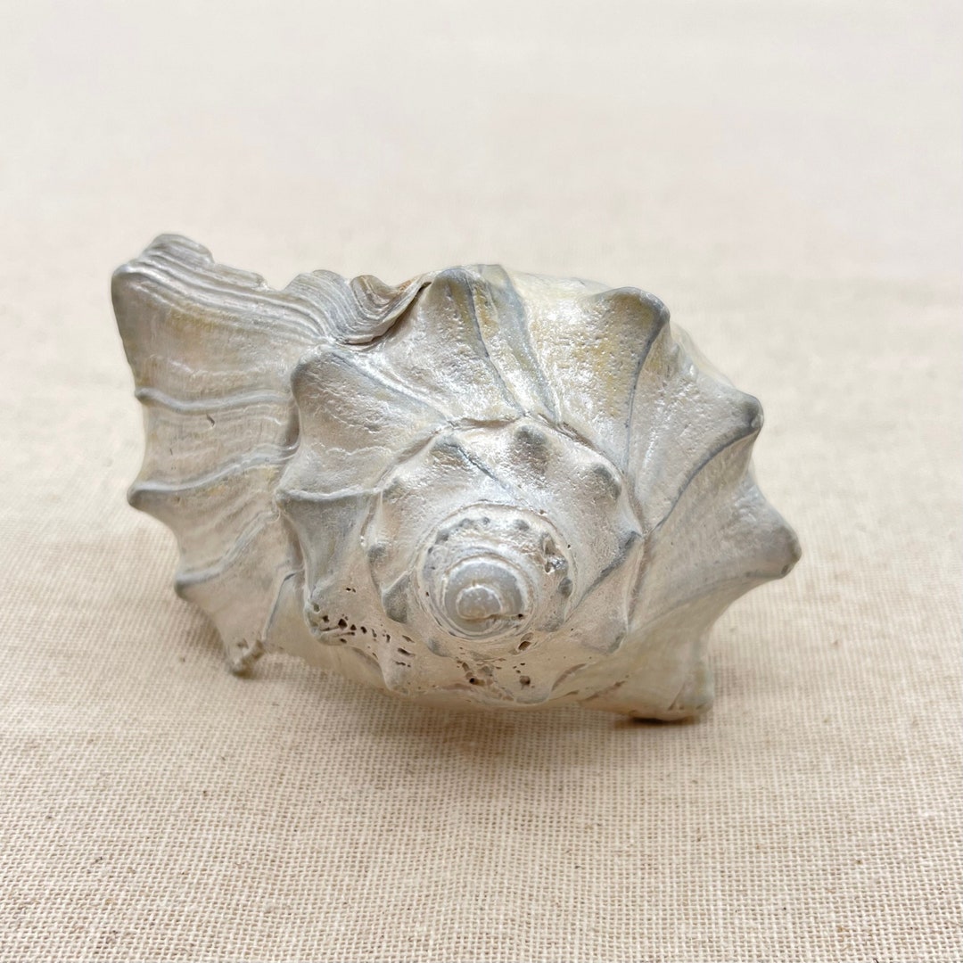Conch Shell, Coastal Decor, Beach House Decor, Conch Decoration - Etsy