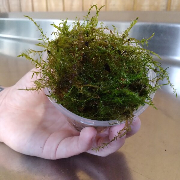 Java Moss - Etsy