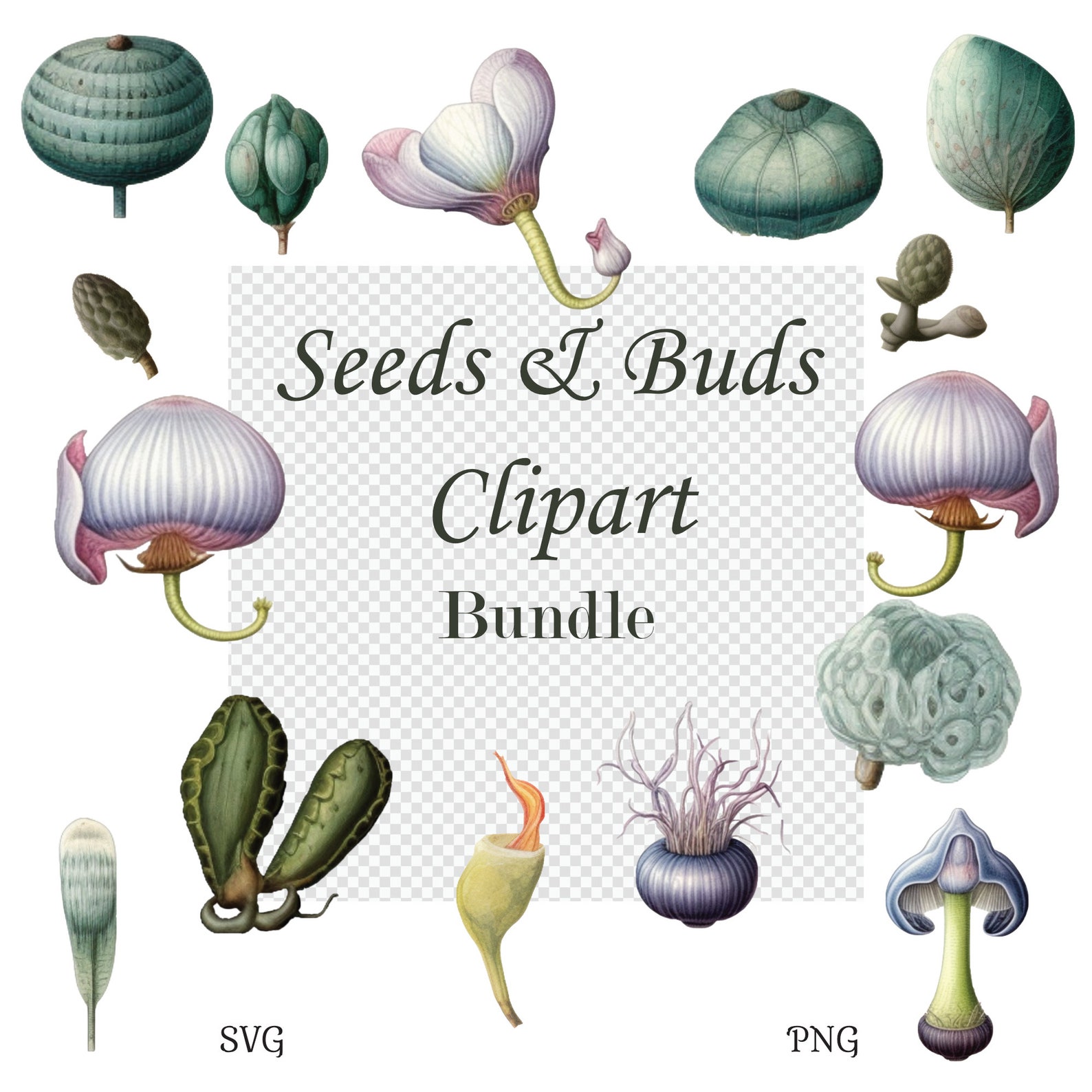 15 Seed and Bud SVG Bundle, SVG & PNG Files, Floral Clipart, Seed and ...