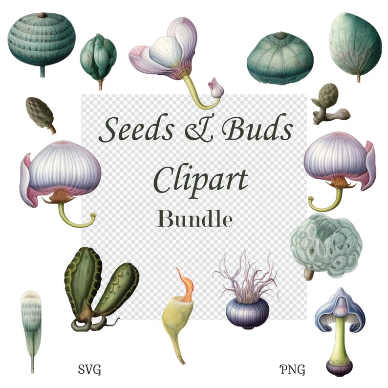 15 Seed and Bud SVG Bundle, SVG & PNG Files, Floral Clipart, Seed and ...