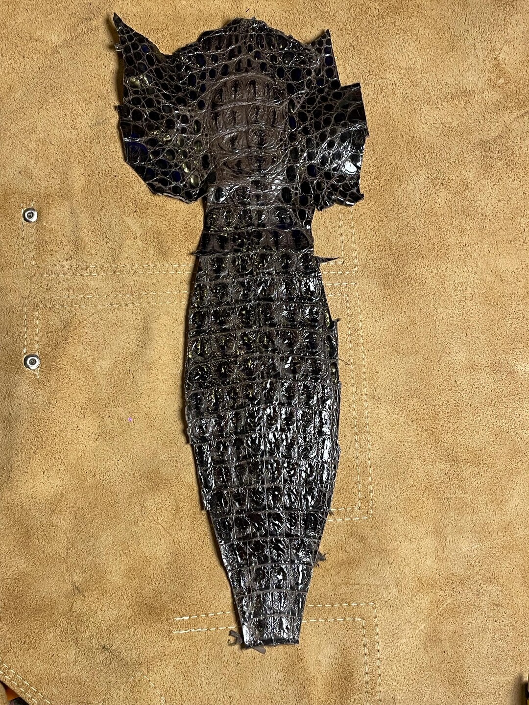 Glossy Dark Brown Alligator Belly Leather: Exotic Hide for DIY Crafts ...