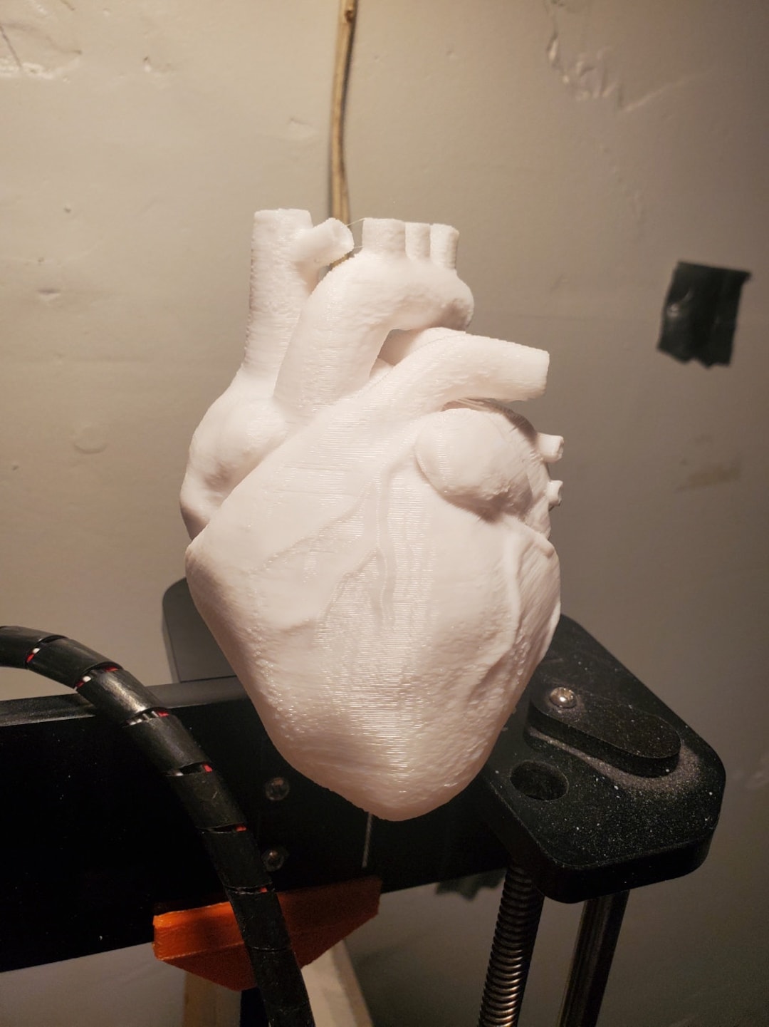 Heart | Human Heart | 1-1 Scale - Etsy