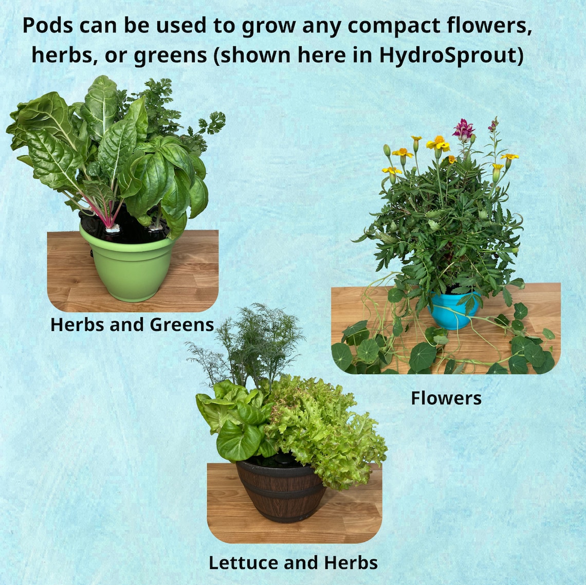 Grow Your Own Seeds, Pod Kit With Nutrients for Hydrosprout (aerogarden ...