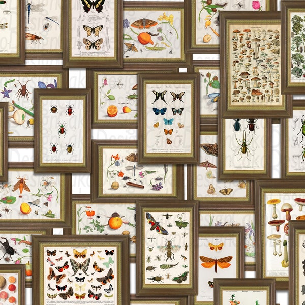 Framed Insects - Etsy
