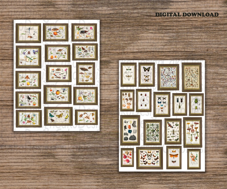 Mini Framed Insects, Butterflies,plants Paintings,naturalist Junk ...