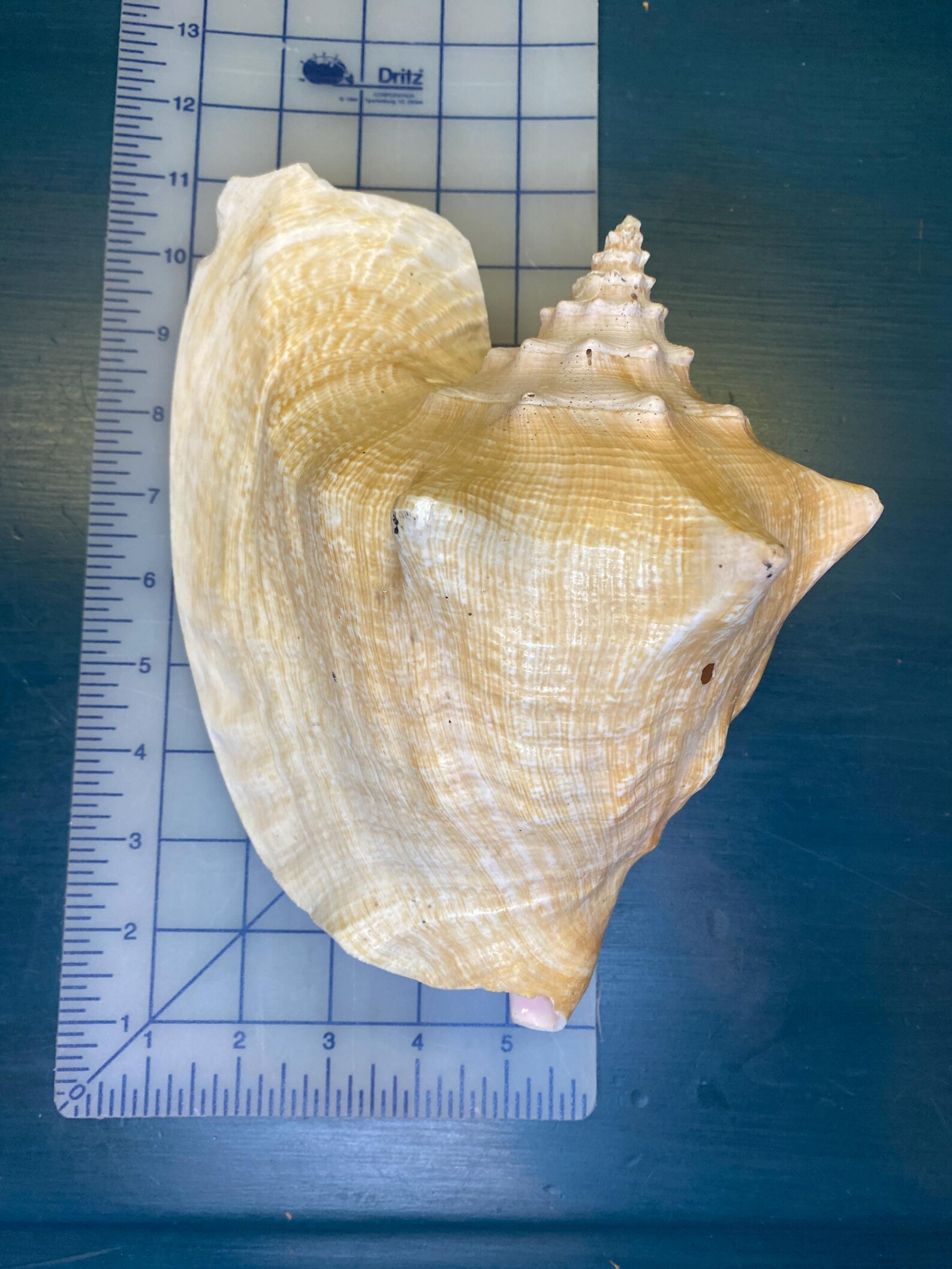 Shell, Queen Horned Helmet Shell, Cassis Cornata Large Seashell, Shell ...