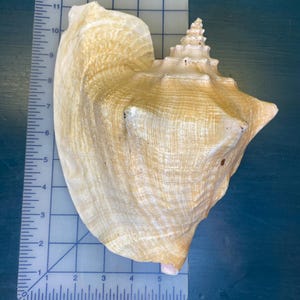 Shell, Queen Horned Helmet Shell, Cassis Cornata Large Seashell, Shell ...