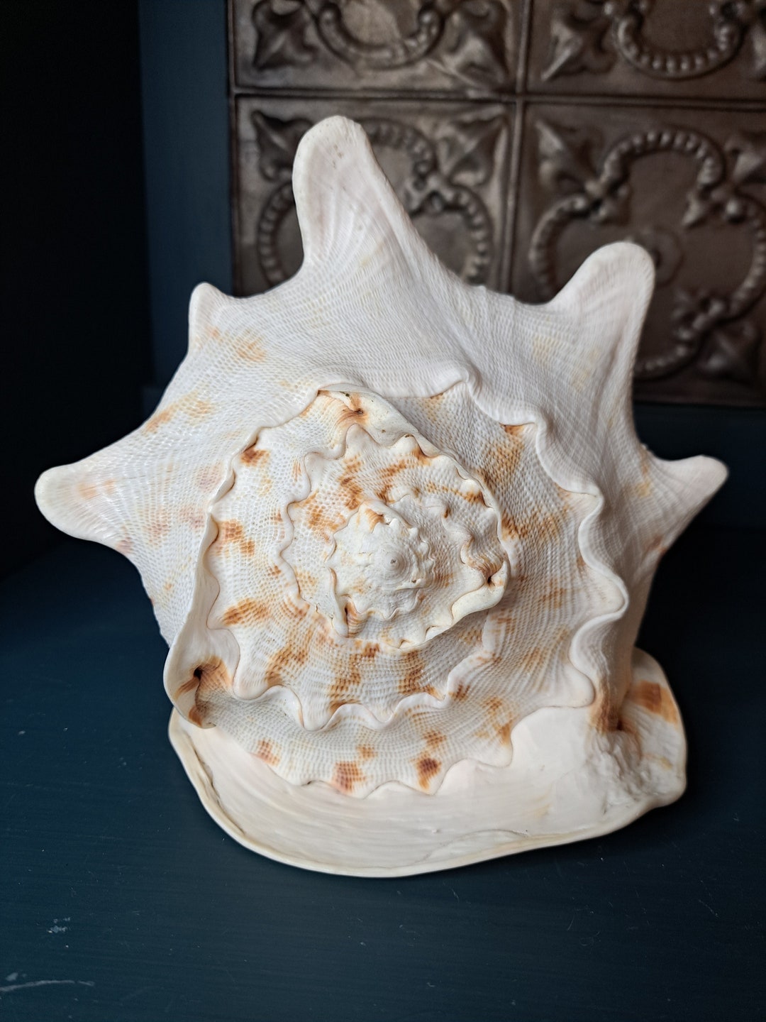 Shell, Queen Horned Helmet Shell, Cassis Cornata Large Seashell, Shell ...