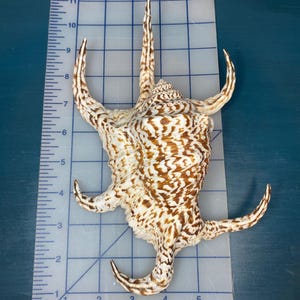 Shells, Spider Conch, Helmet, Half Clam, Tonna, Murex, Set of Sea ...