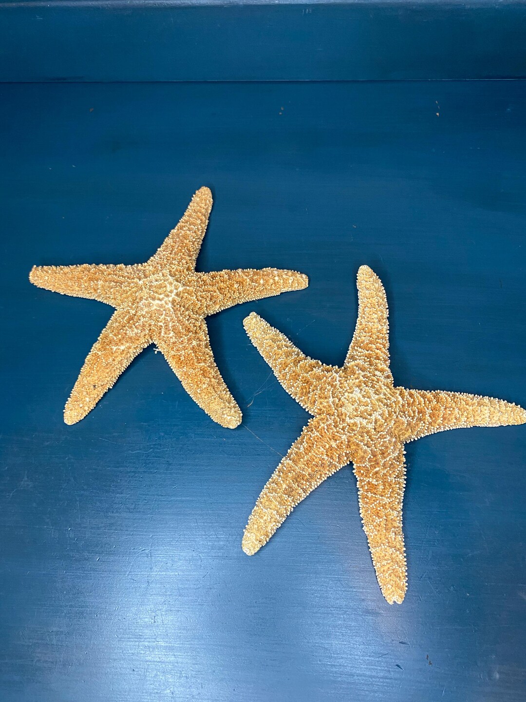 Starfish, Pair of Star Fish, Big Starfish, Two 6 Inch Sea Starfish ...