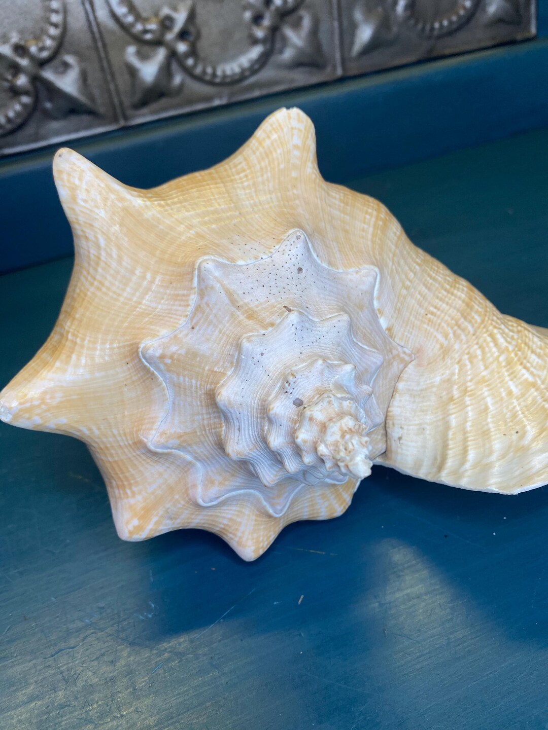 Shell, Queen Horned Helmet Shell, Cassis Cornata Large Seashell, Shell ...