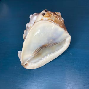 Shells, Spider Conch, Helmet, Half Clam, Tonna, Murex, Set of Sea ...