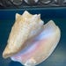 Shell, Queen Horned Helmet Shell, Cassis Cornata Large Seashell, Shell ...