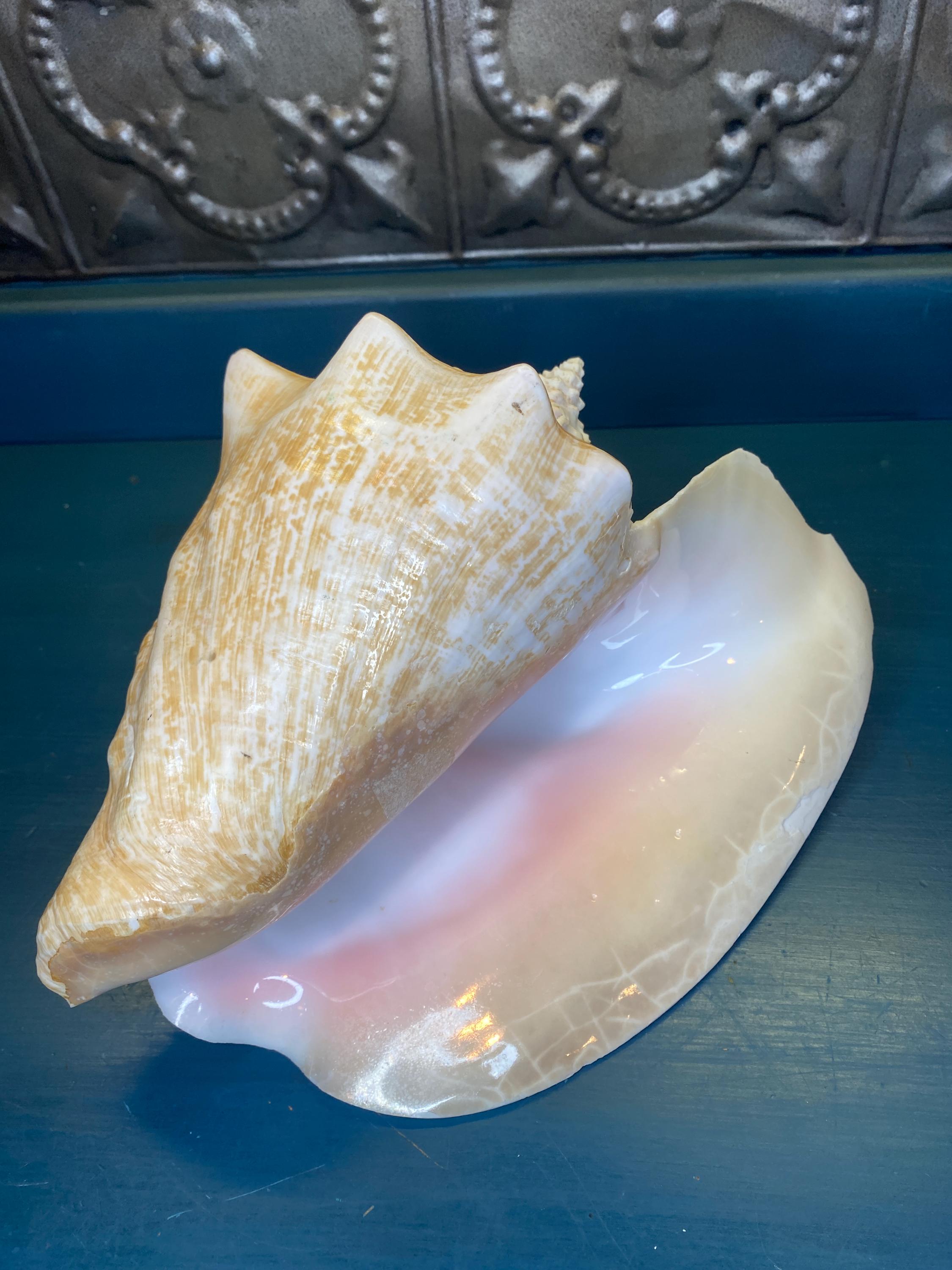 Shell, Queen Horned Helmet Shell, Cassis Cornata Large Seashell, Shell ...