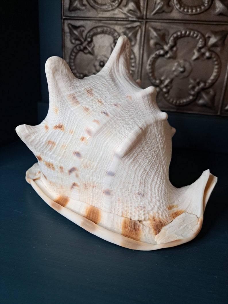Shell Queen Horned Helmet Shell Cassis Cornata Large - Etsy