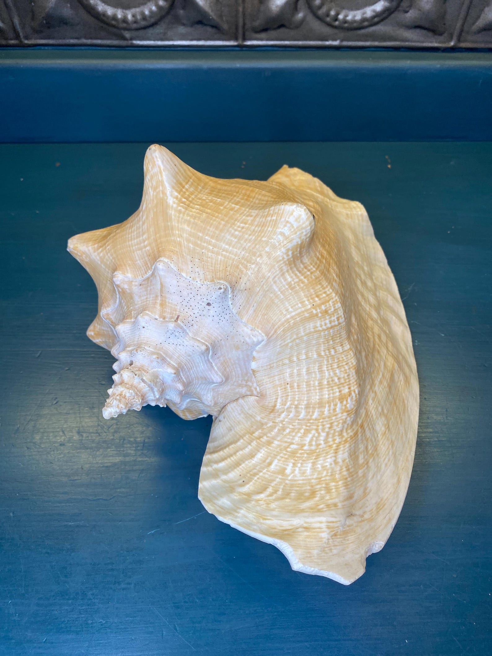 Shell, Queen Horned Helmet Shell, Cassis Cornata Large Seashell, Shell ...