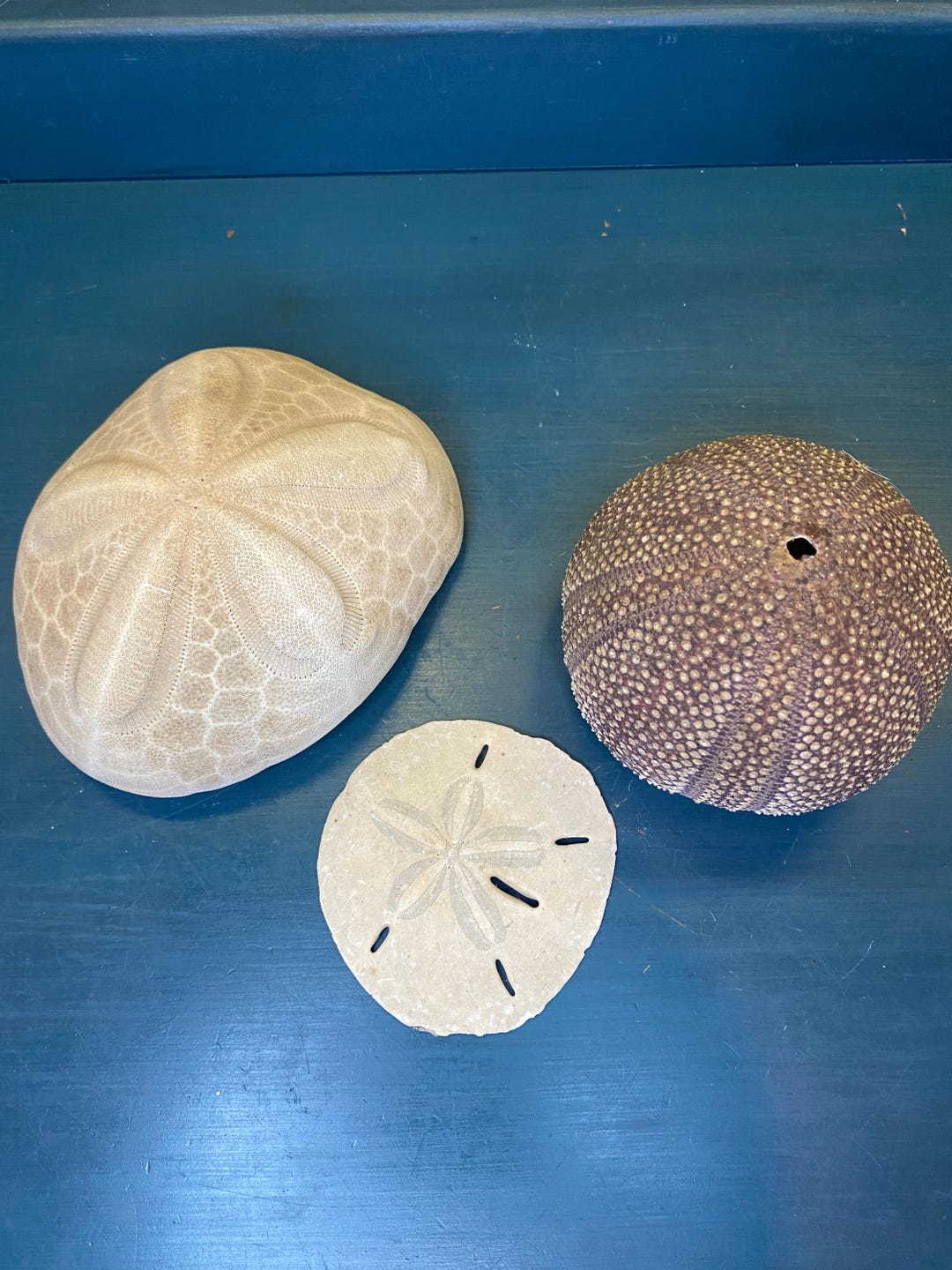 Shells, Vintage Decorative Shell Lot, Sea Urchin, Sea Biscuit, Natural ...