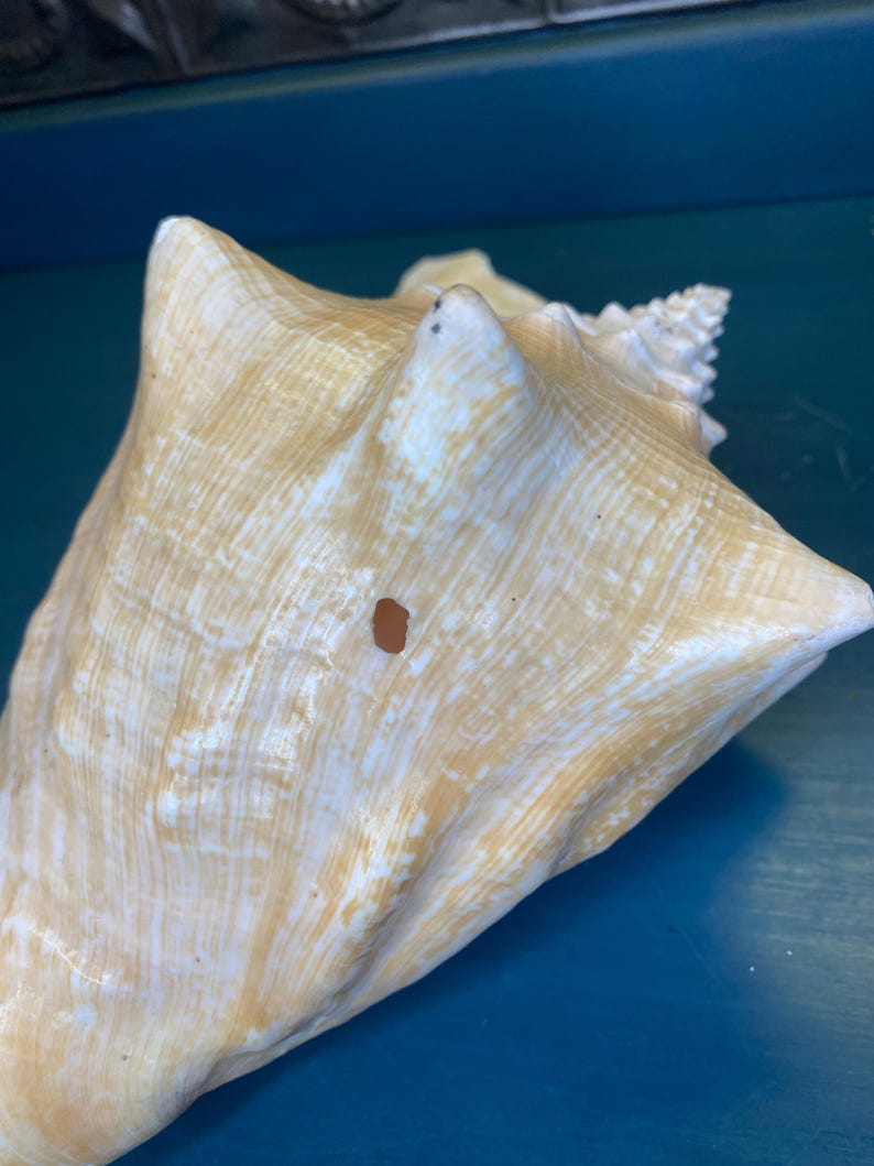 Shell, Queen Horned Helmet Shell, Cassis Cornata Large Seashell, Shell ...