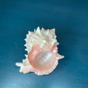 Shells, Spider Conch, Helmet, Half Clam, Tonna, Murex, Set of Sea ...
