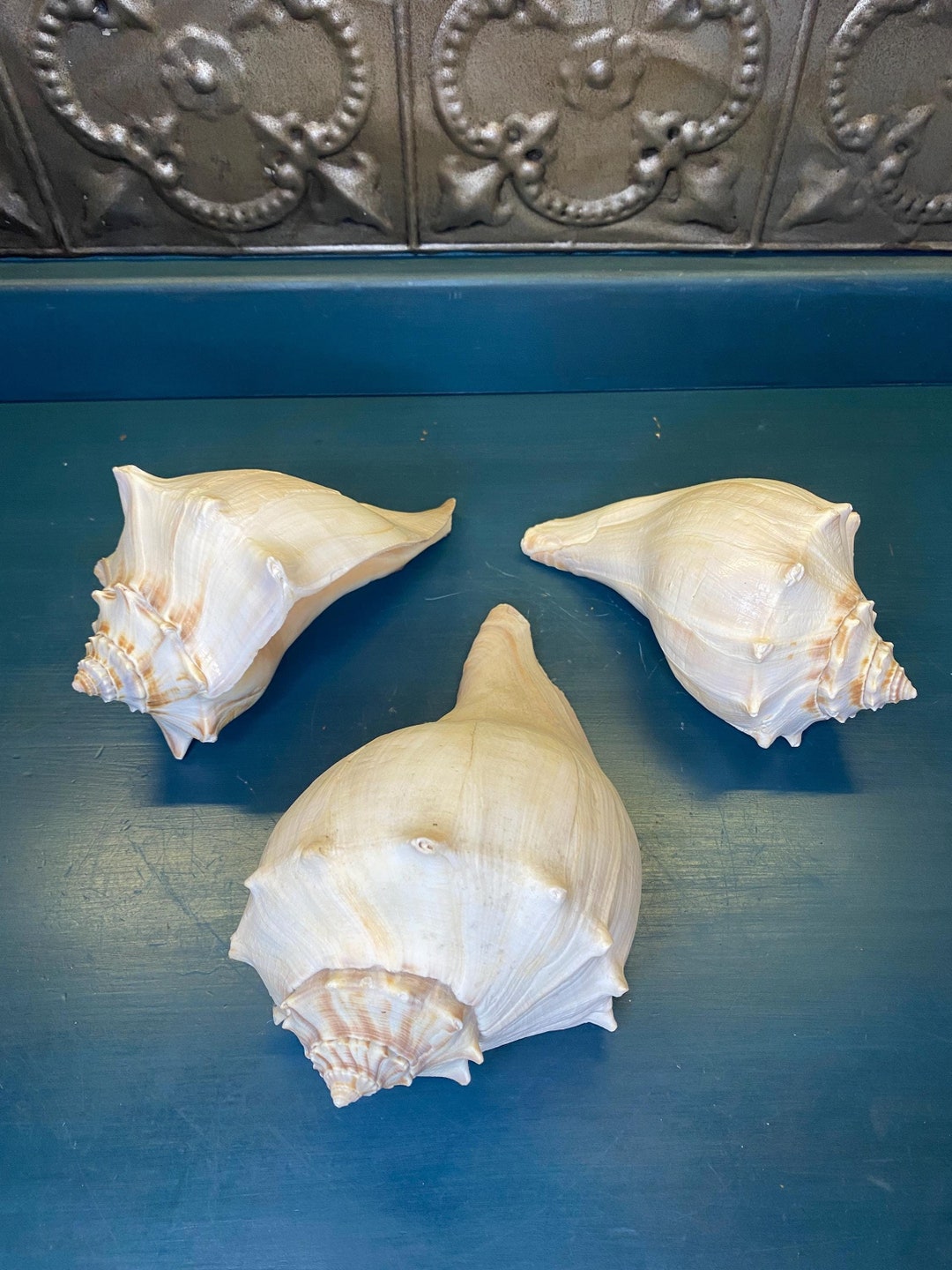 Shells, Atlantic Whelk, Set of Three Whelk Seashells, Ocean Decor Beach ...