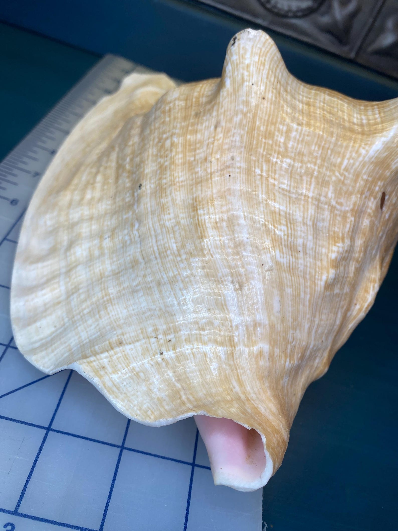 Shell, Queen Horned Helmet Shell, Cassis Cornata Large Seashell, Shell ...