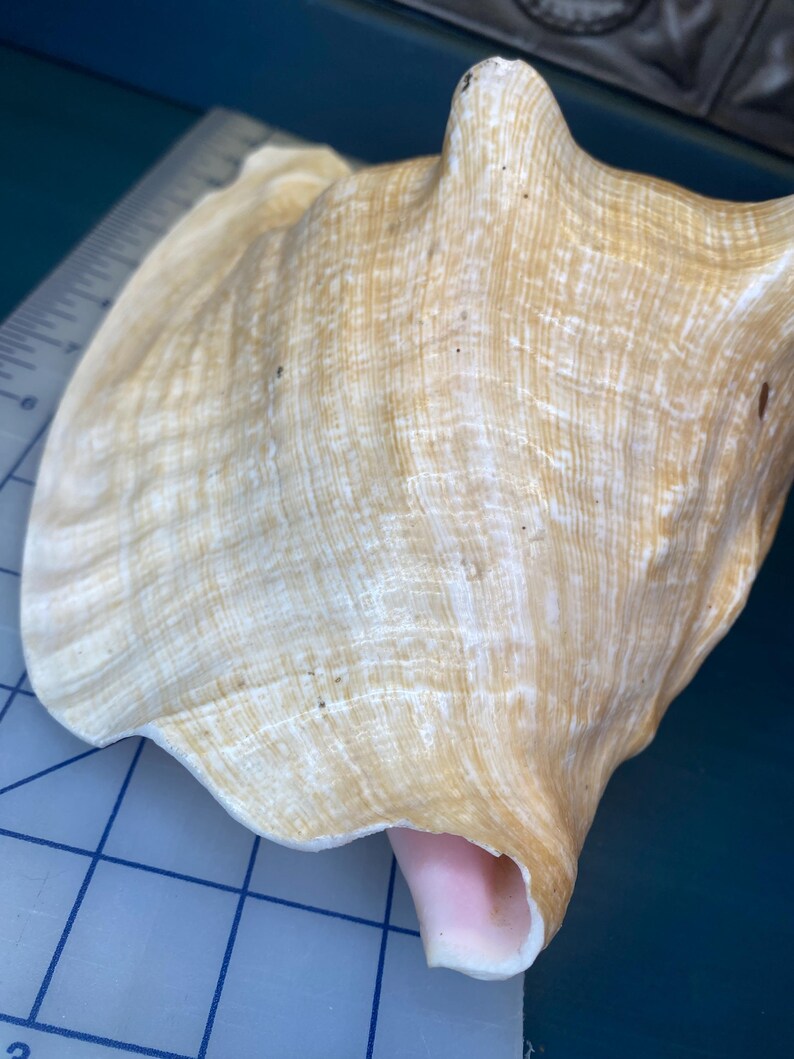 Shell, Queen Horned Helmet Shell, Cassis Cornata Large Seashell, Shell ...