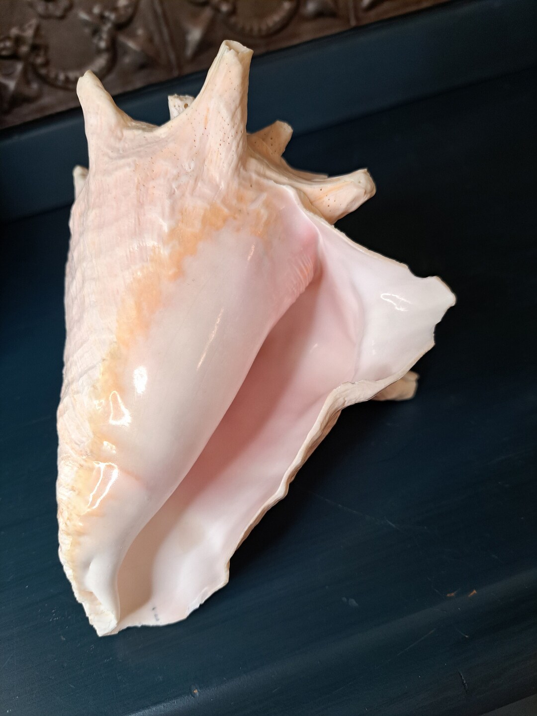 Shell, Pink Queen Horned Shell, Small Conch Seashell, Natural Shell ...