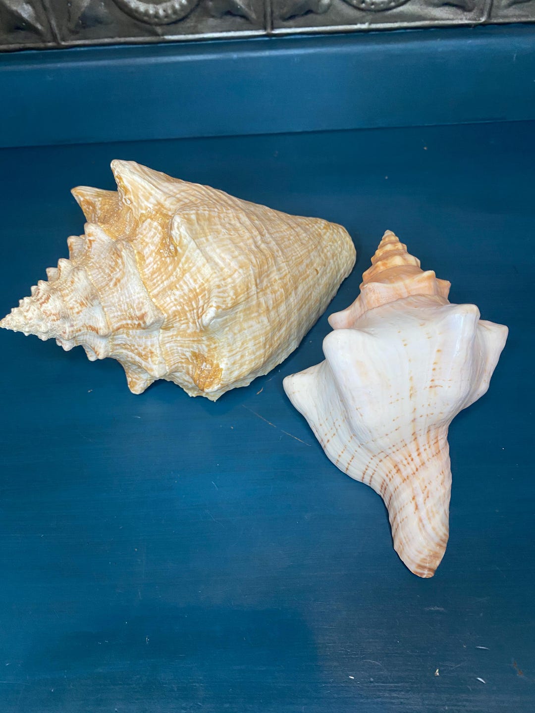 Shell, Light Pink Queen Horned Shell, Florida Lightning Whelk, Set of ...