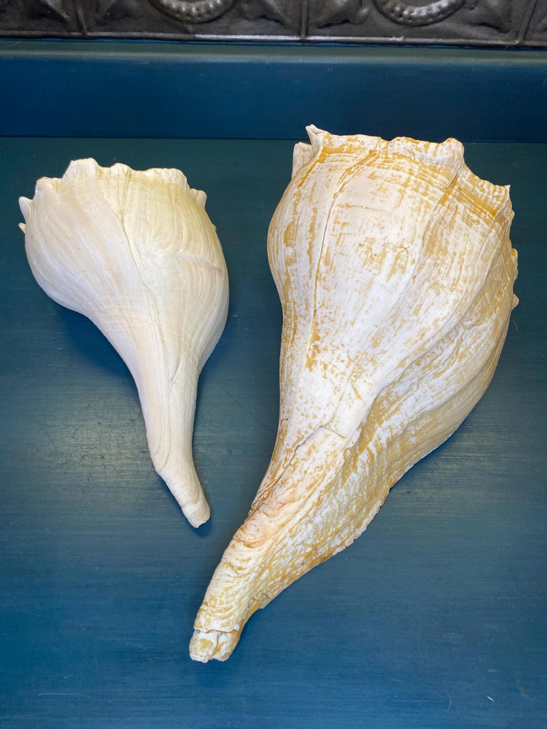 Shells, Atlantic Whelk, Lightening Whelk, Pair of Whelk Seashells ...