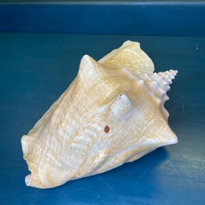 Shell, Queen Horned Helmet Shell, Cassis Cornata Large Seashell, Shell ...
