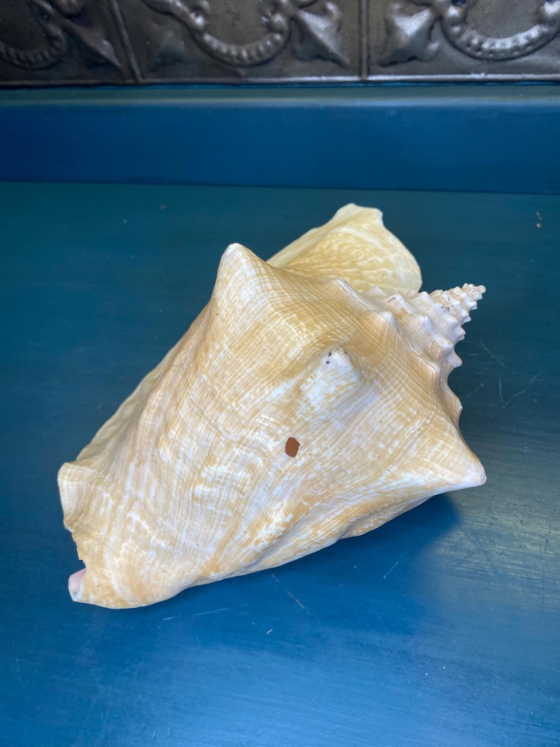 Shell, Queen Horned Helmet Shell, Cassis Cornata Large Seashell, Shell ...