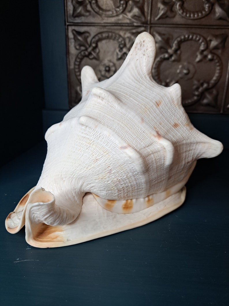 Shell Queen Horned Helmet Shell Cassis Cornata Large - Etsy