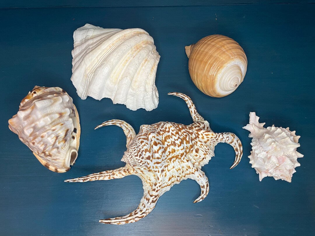 Shells, Spider Conch, Helmet, Half Clam, Tonna, Murex, Set of Sea ...