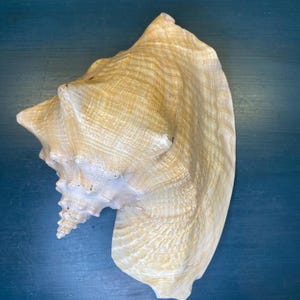 Shell, Queen Horned Helmet Shell, Cassis Cornata Large Seashell, Shell ...