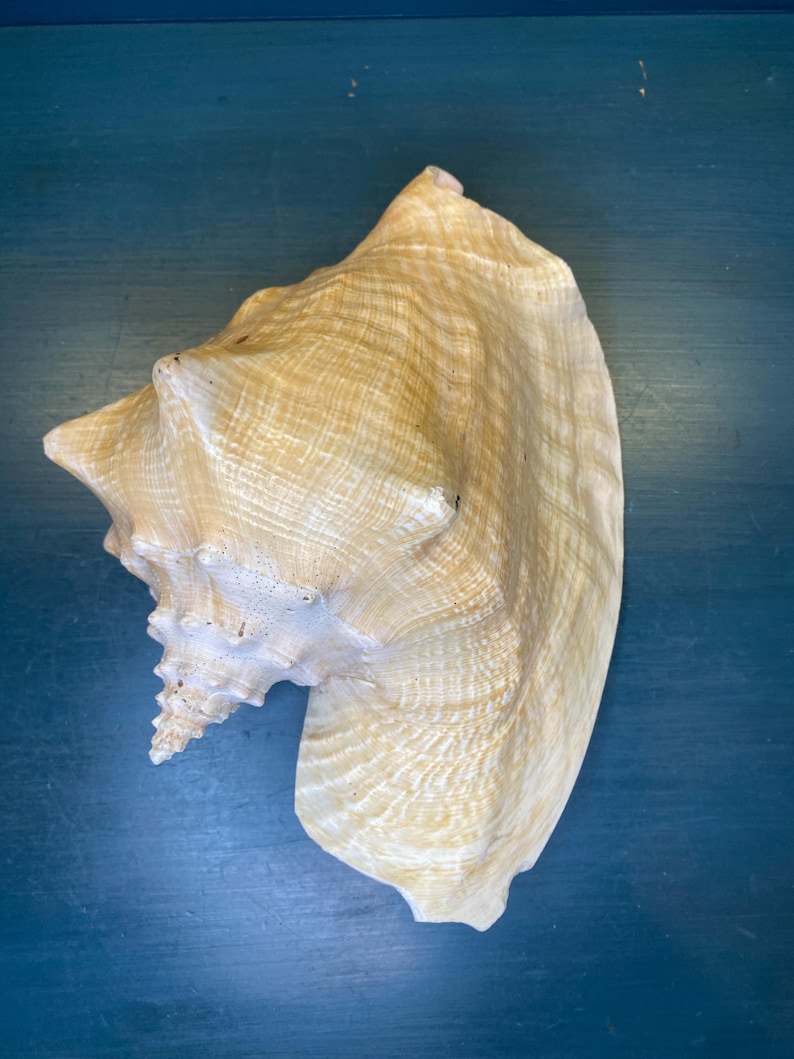 Shell, Queen Horned Helmet Shell, Cassis Cornata Large Seashell, Shell ...