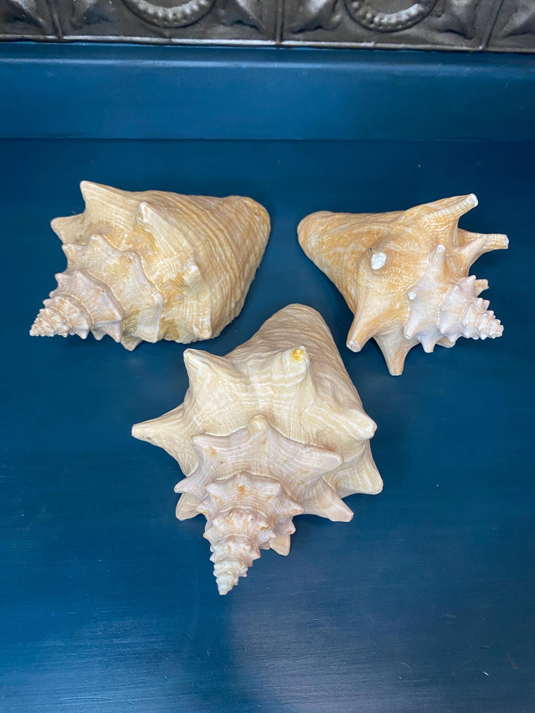 Shell, Light Pink Queen Horned Shell, Set of Three Conch Seashell ...