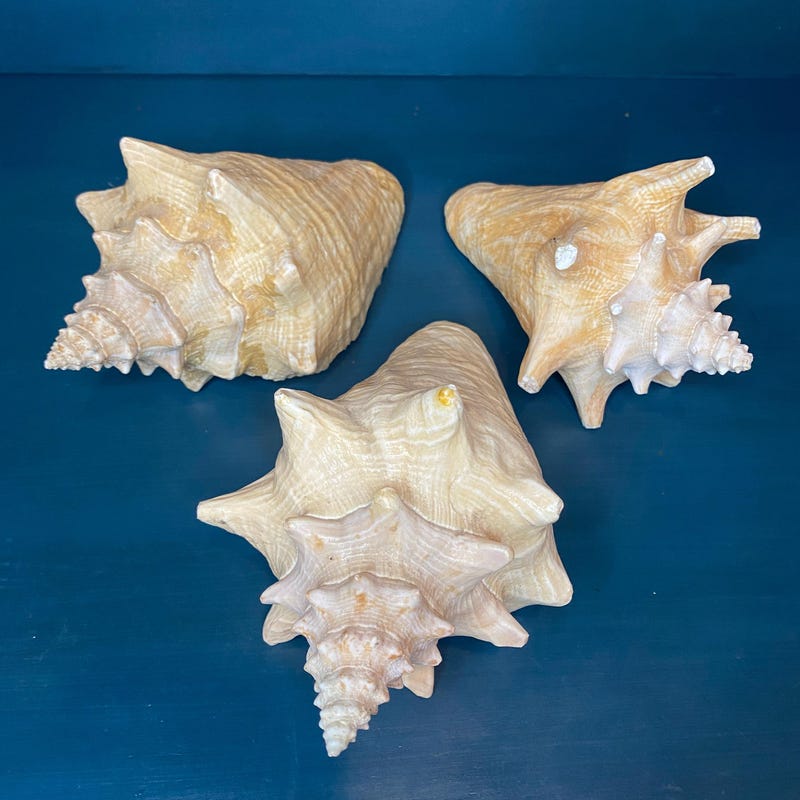 Conch Shell Planter - Etsy