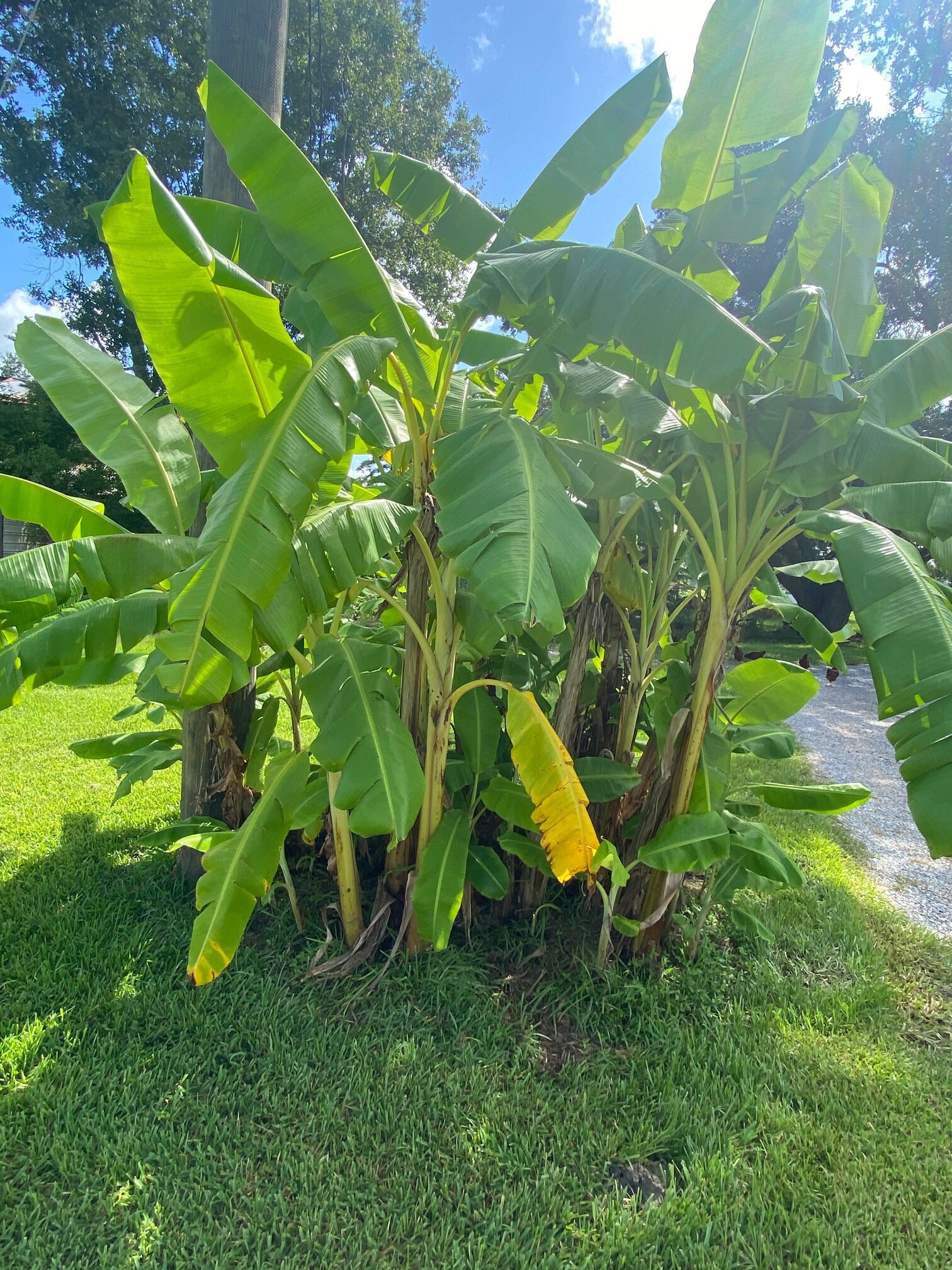 Wild Banana Tree (musa Acuminata) - Etsy