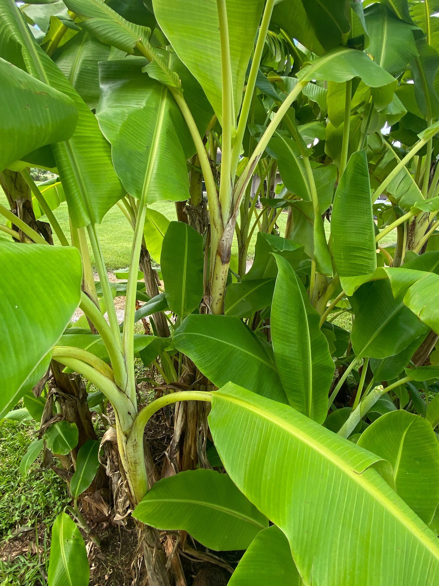 Wild Banana Tree (musa Acuminata) - Etsy