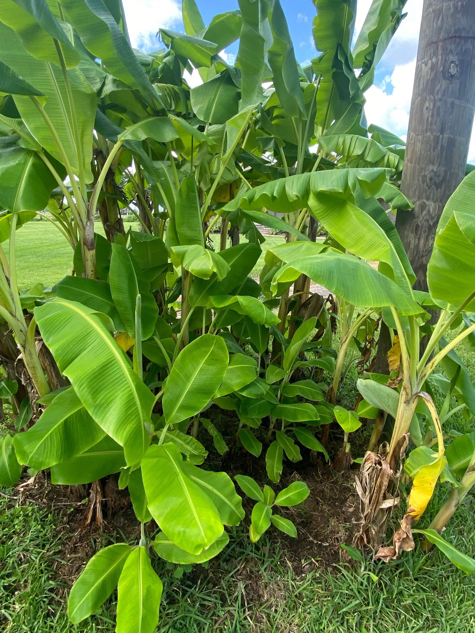 Wild Banana Tree (musa Acuminata) - Etsy