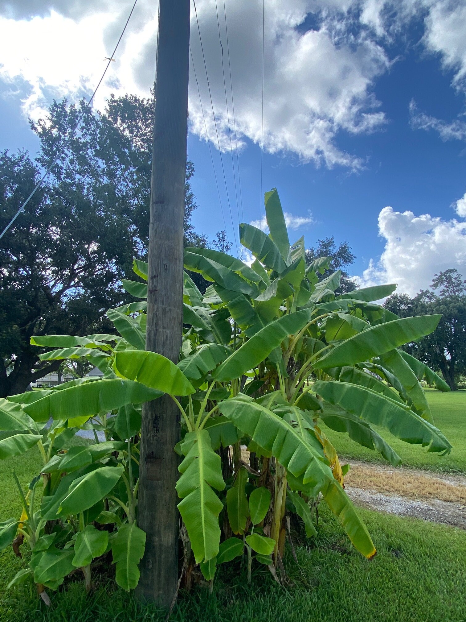 Wild Banana Tree musa Acuminata - Etsy
