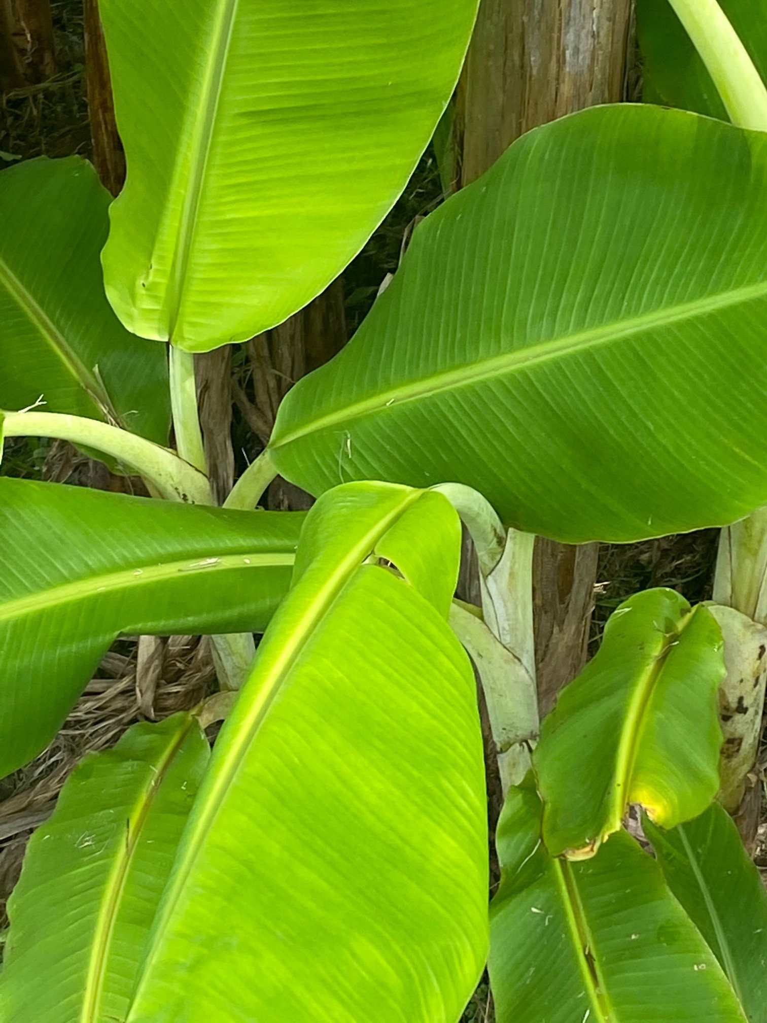 Wild Banana Tree musa Acuminata - Etsy