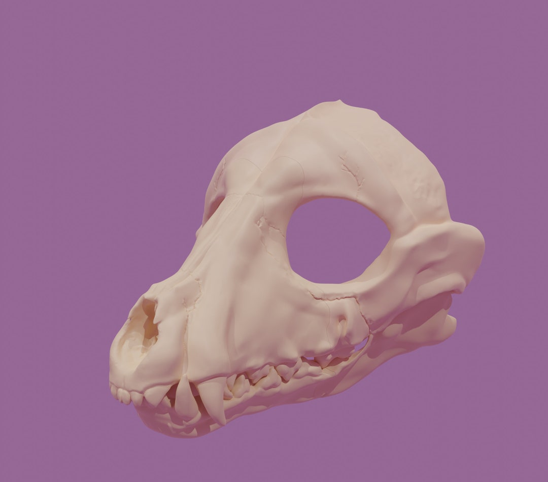 3d Head Skull Dog Model - Etsy