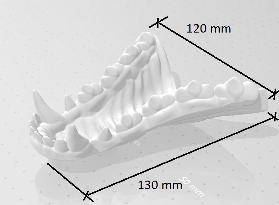 3d Dog Teeth