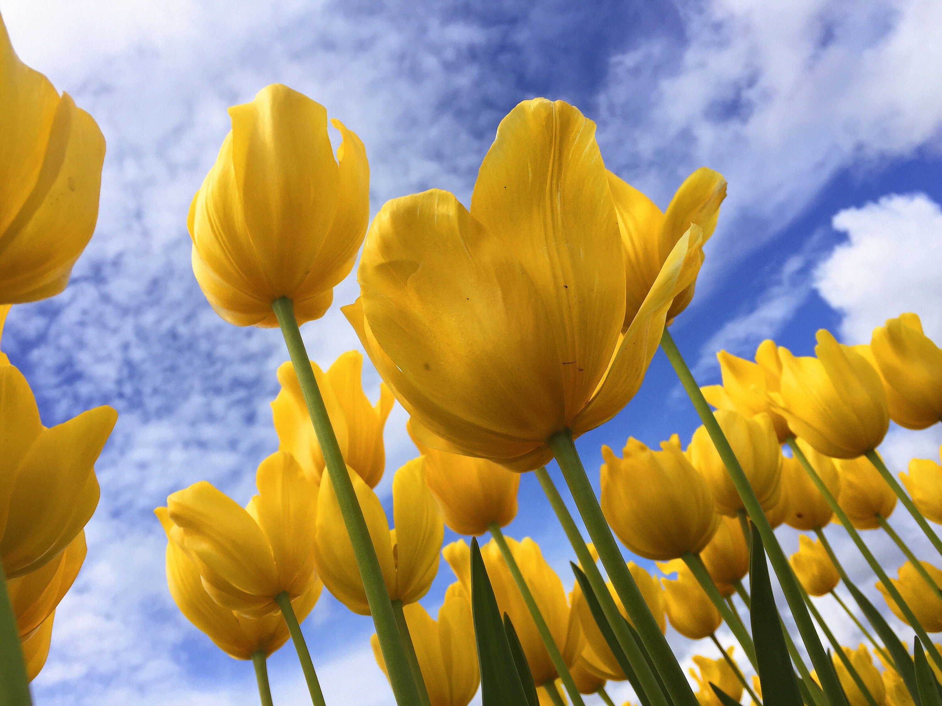 Field Of Yellow Tulips