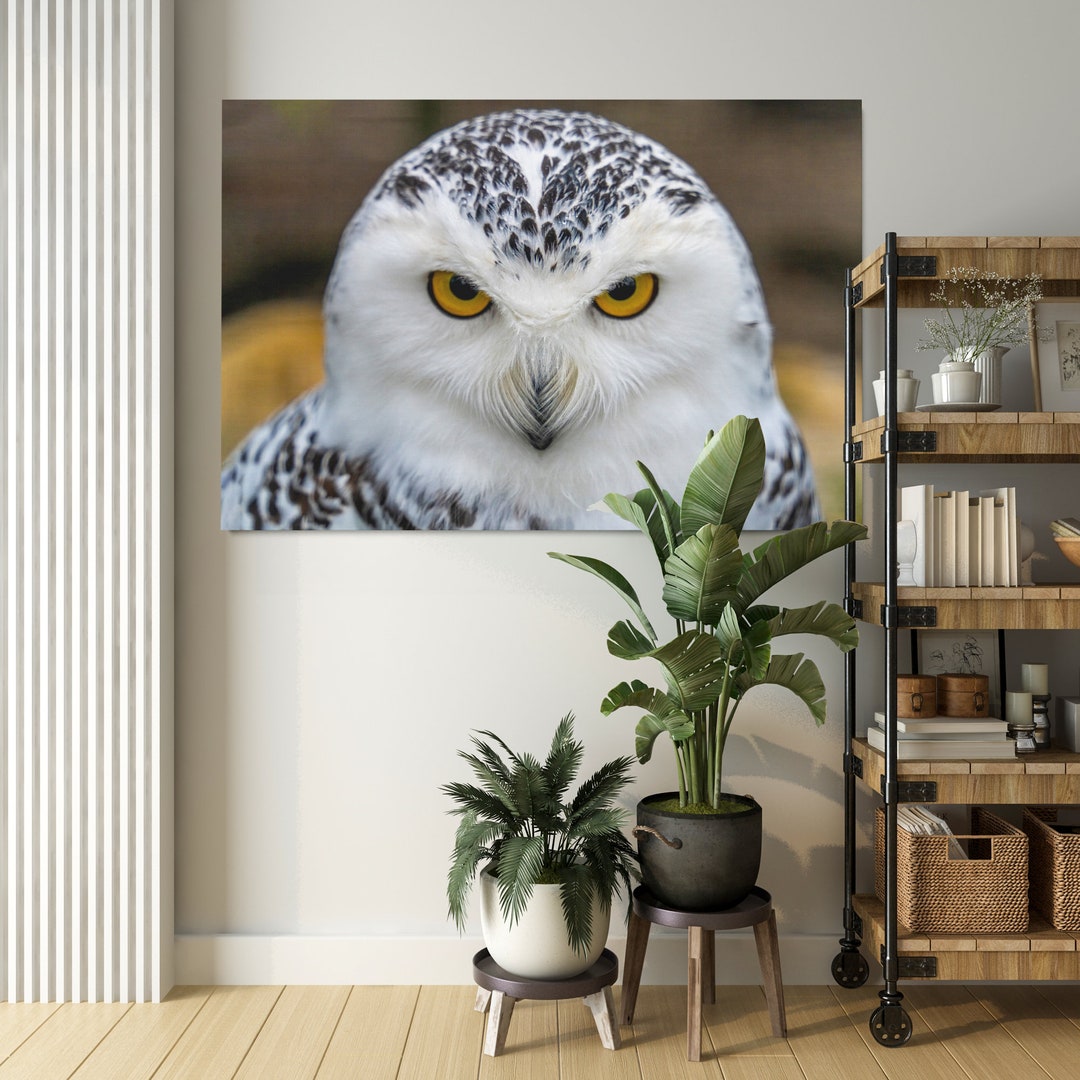 White Owl Wall Art Design, Animals Wall Art, Animal Art Decor, White ...