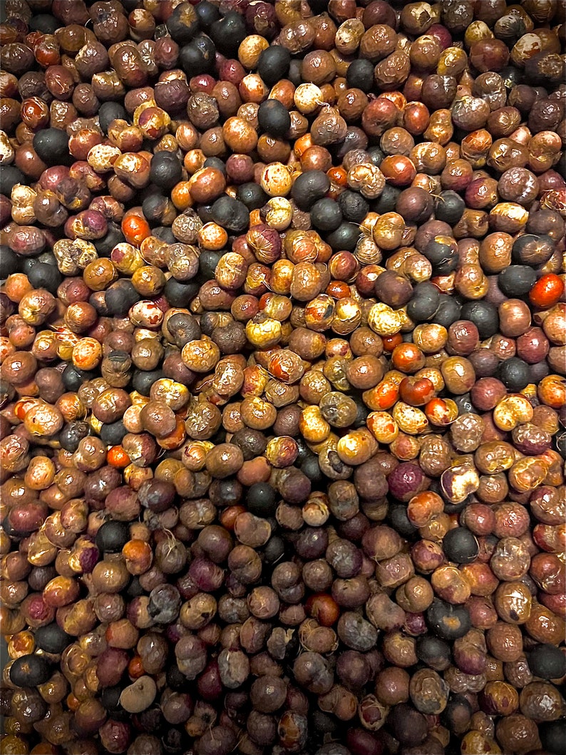 Fast Growing* Cold Hardy* Windmill Palm Seeds (trachycarpus Fortunei ...